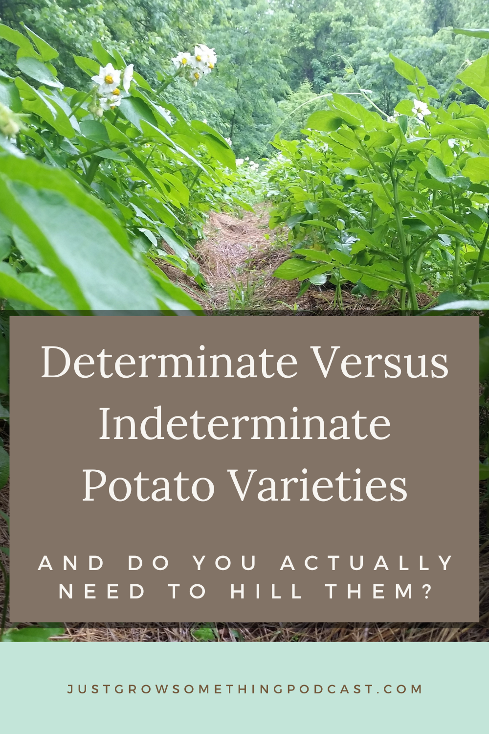 Determinate vs Indeterminate Potatoes (and do we really need to hill ...