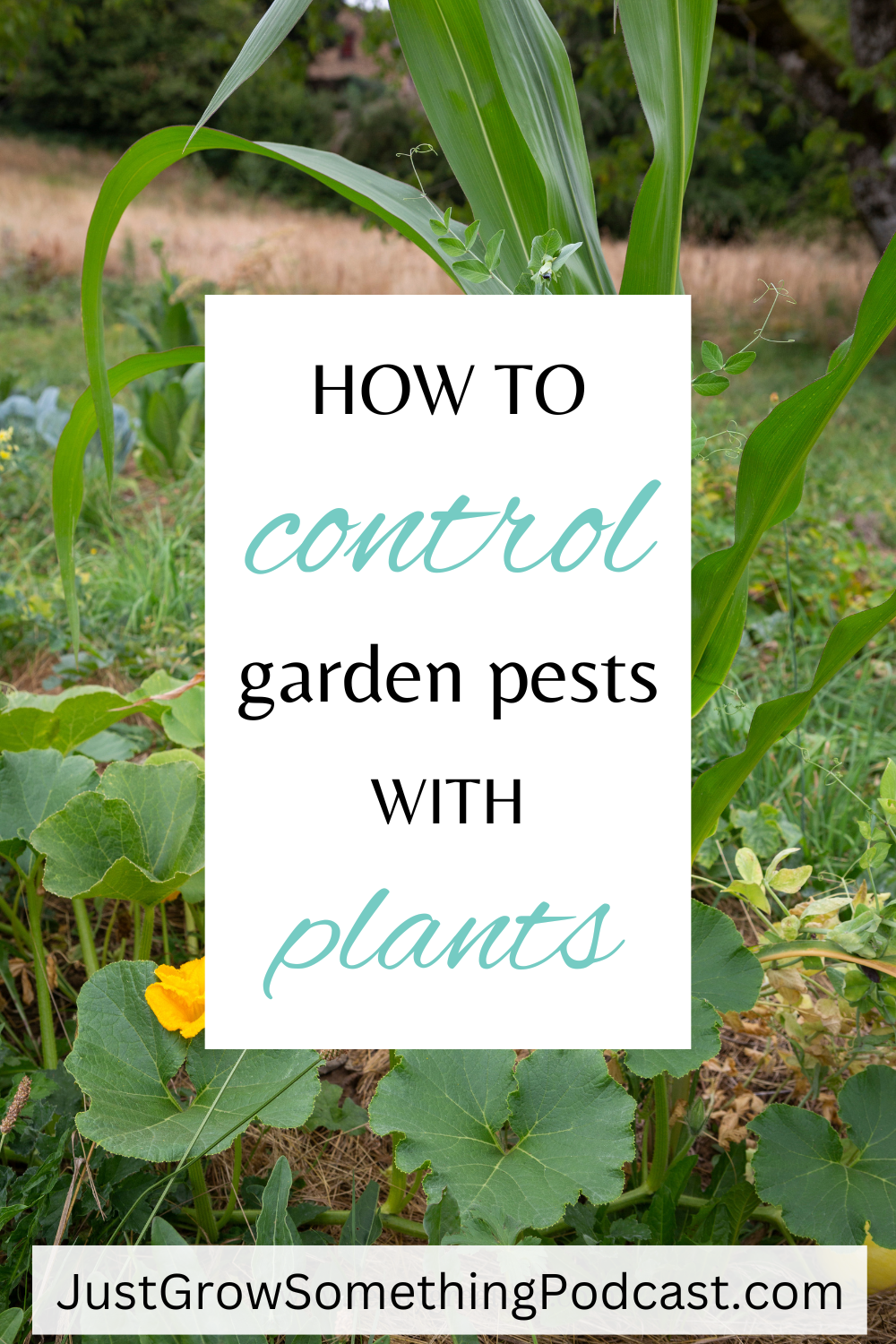 Companion Planting and Trap Crops for Insect Control | Just Grow ...