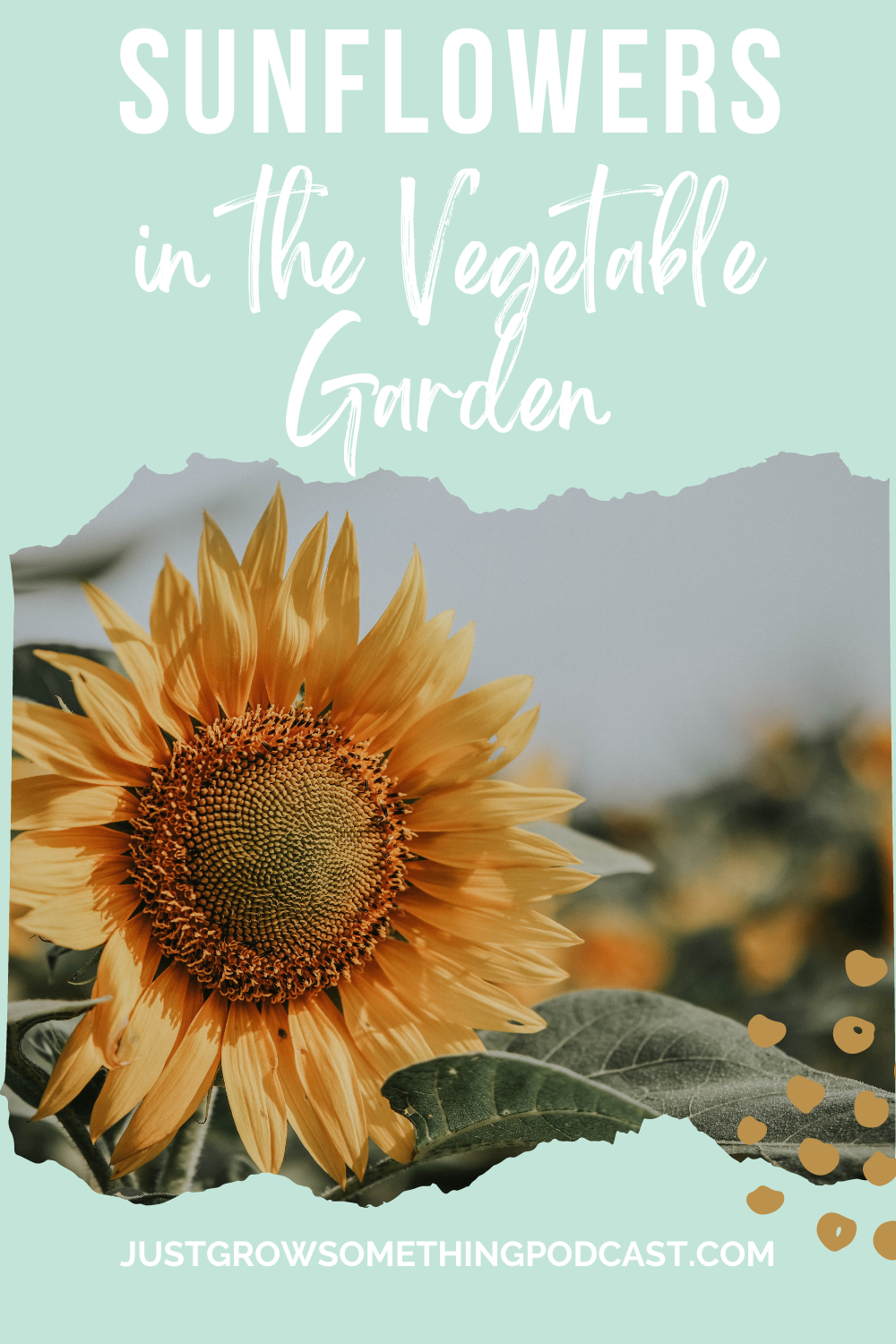 Using Sunflowers in the Vegetable Garden | Just Grow Something with ...